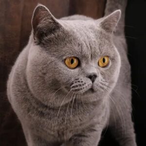 Alphabritz British Shorthairs - Cattery Breeding British Shorthair Kittens