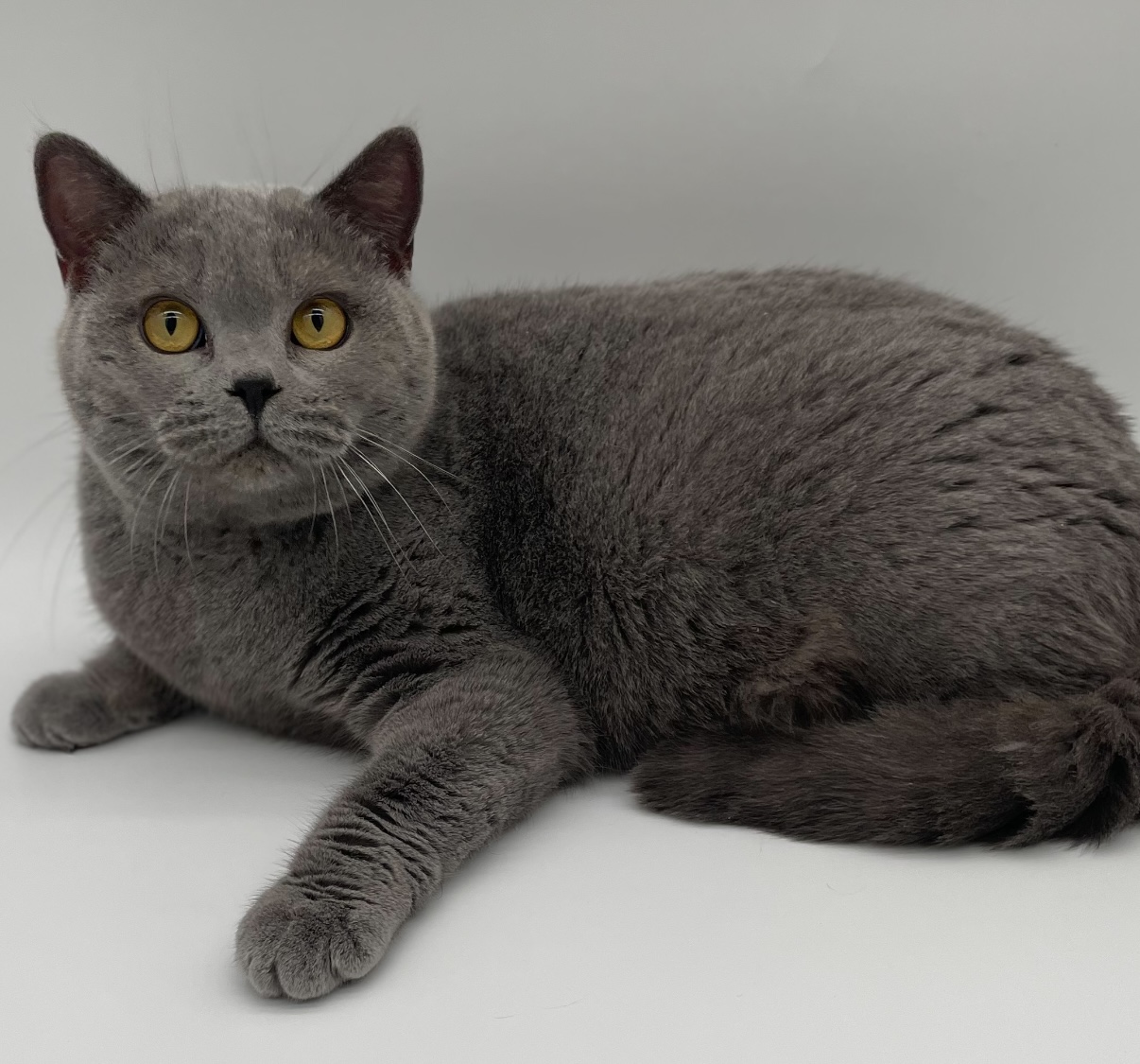 Alphabritz British Shorthairs - Cattery Breeding British Shorthair Kittens
