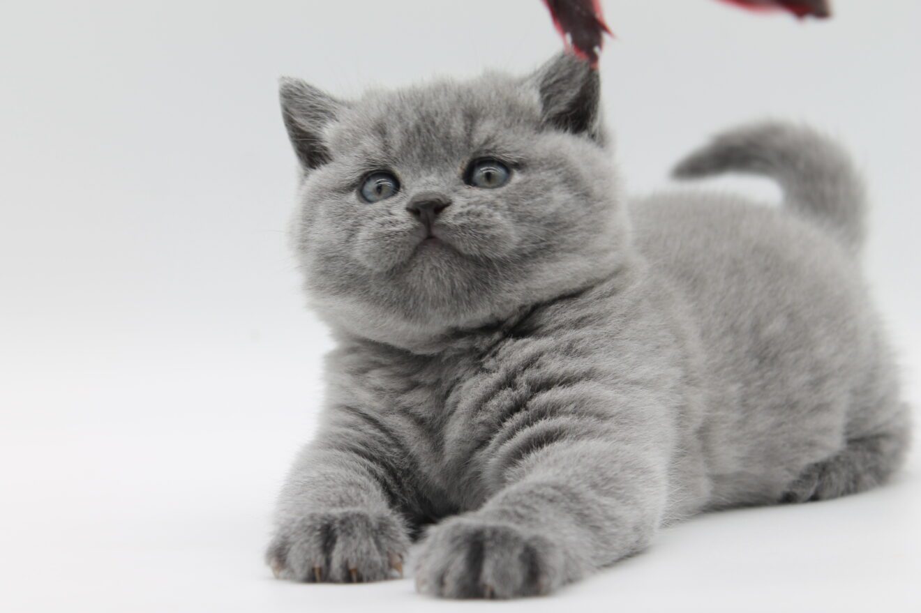 Alphabritz British Shorthairs - Cattery Breeding British Shorthair Kittens