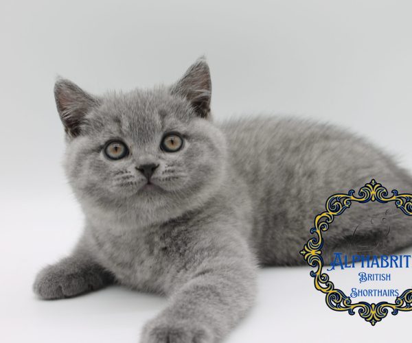 Alphabritz British Shorthairs - Cattery Breeding British Shorthair Kittens
