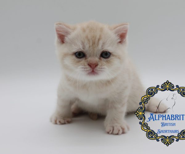 Alphabritz British Shorthairs - Cattery Breeding British Shorthair Kittens