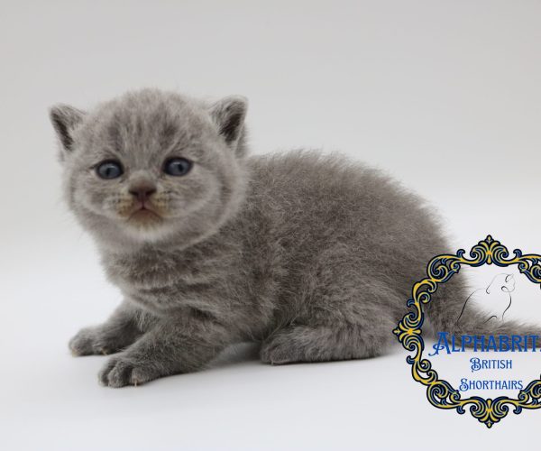 Alphabritz British Shorthairs - Cattery Breeding British Shorthair Kittens