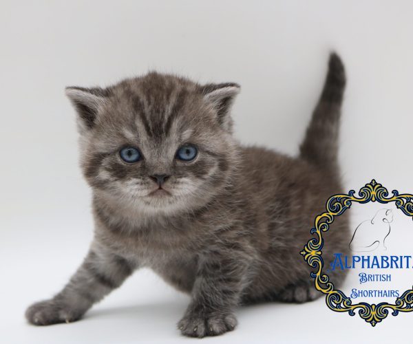 Alphabritz British Shorthairs - Cattery Breeding British Shorthair Kittens